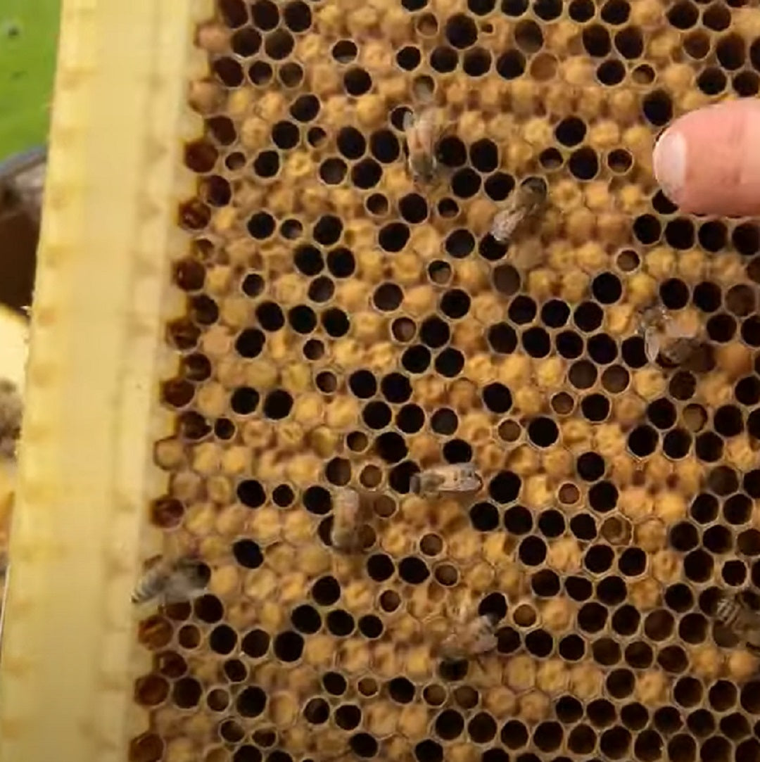 How to inspect your Flow Frames - Flow Hive AU