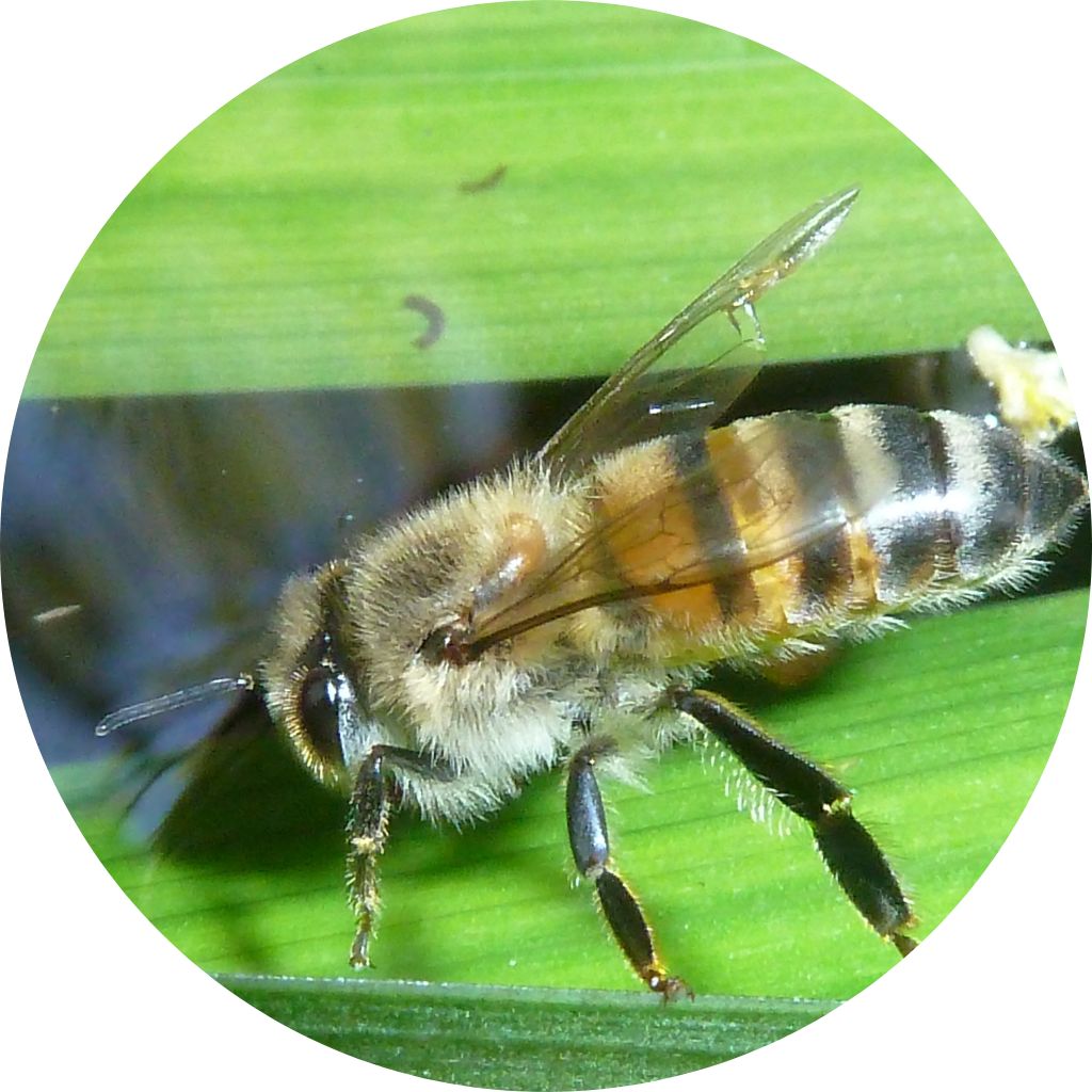 What is Africanized Honeybees and how do I treat it? - Flow Hive AU