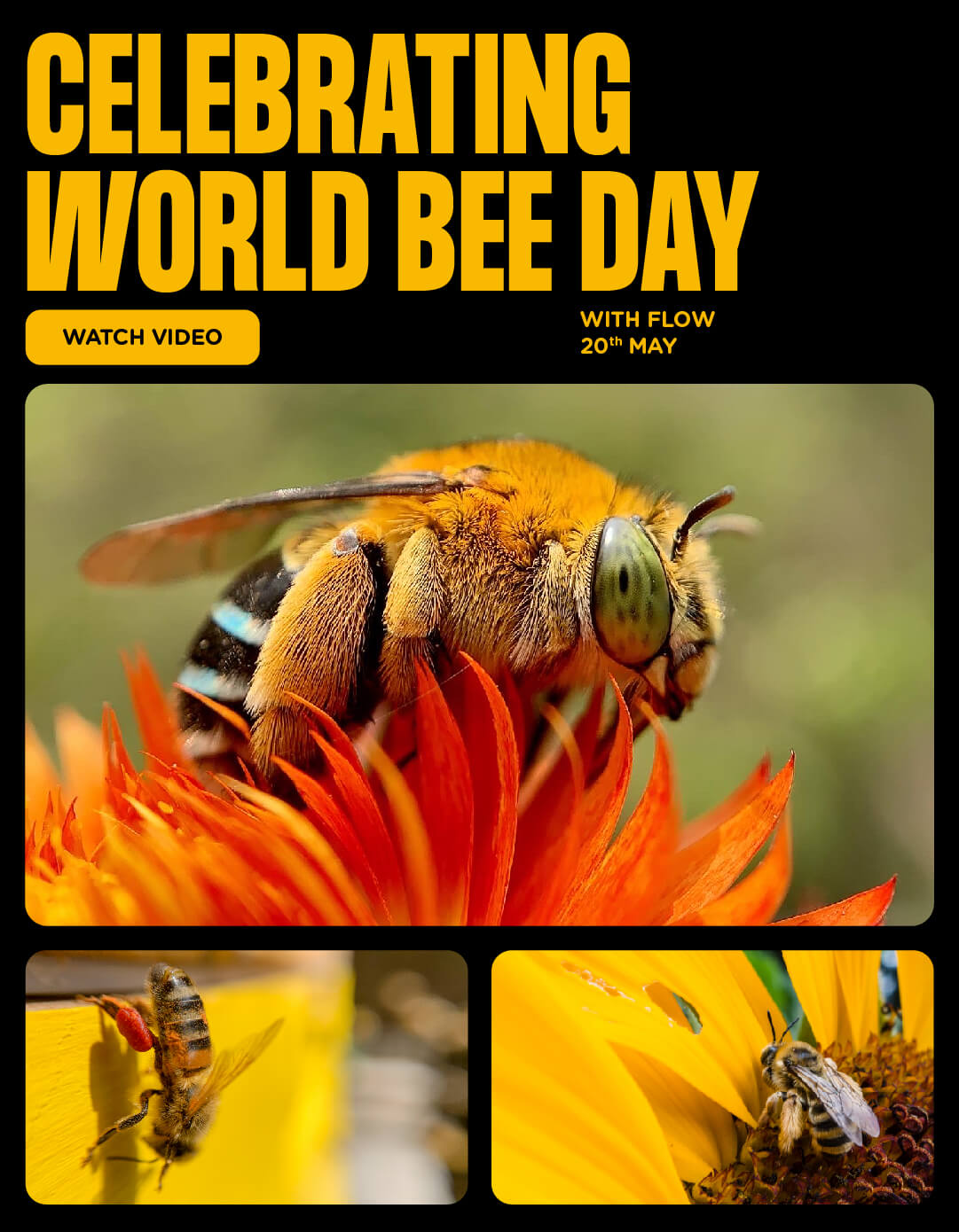 World Bee Day 2025 - Flow Hive AU