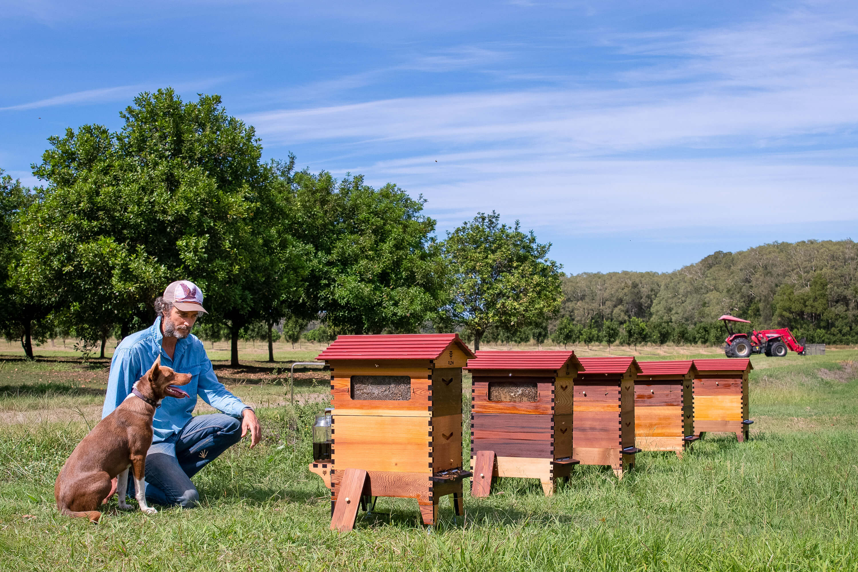 Can I keep bees in my area? Take the quiz! - Flow Hive AU