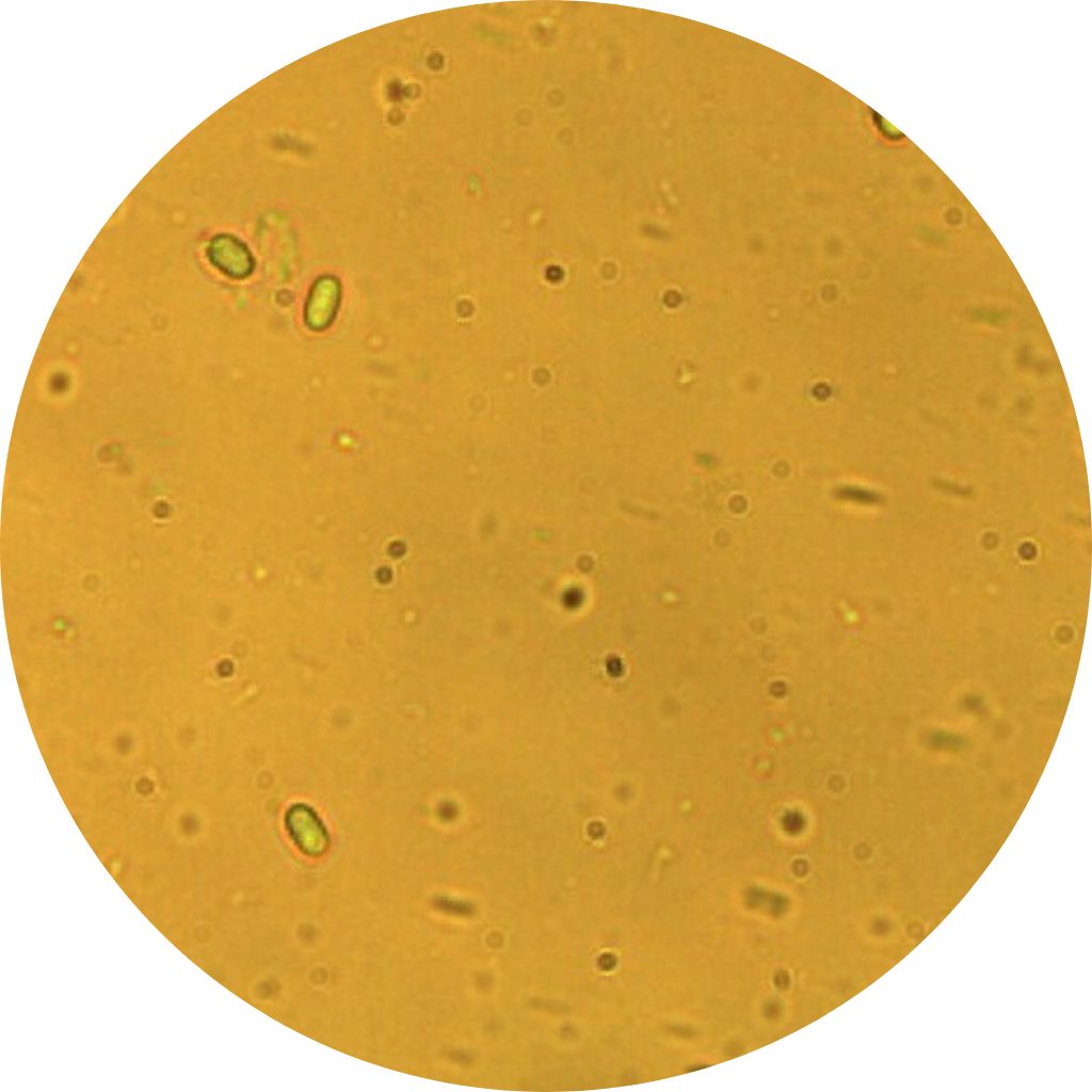 Nosema - Flow Hive AU