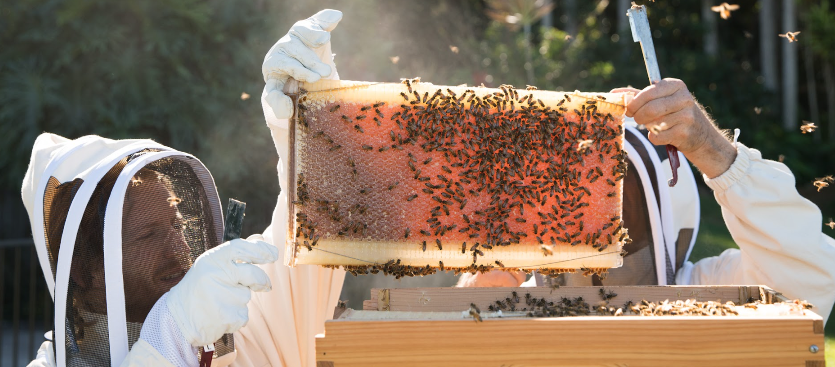 How a Flow Ambassador can help you get started - Flow Hive AU