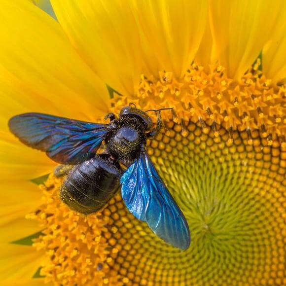 Flow Pollinator House l Flow Hive - Flow Hive AU